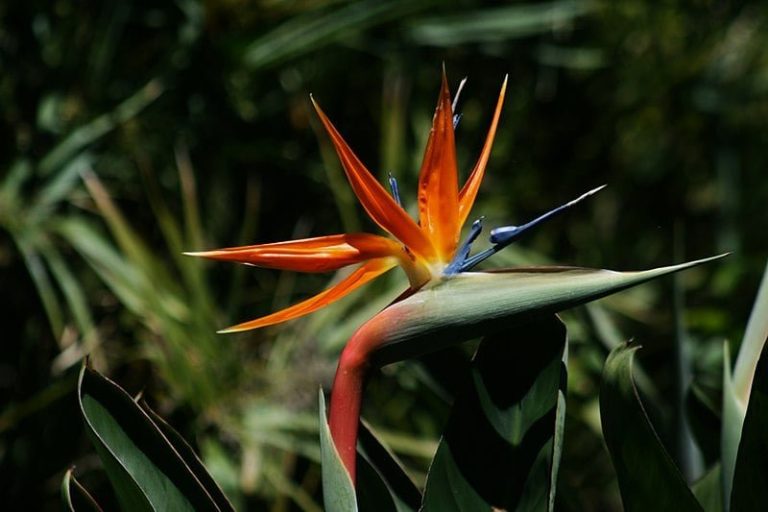 The Ultimate Guide: What Flower Represents Freedom – CWG Magazine